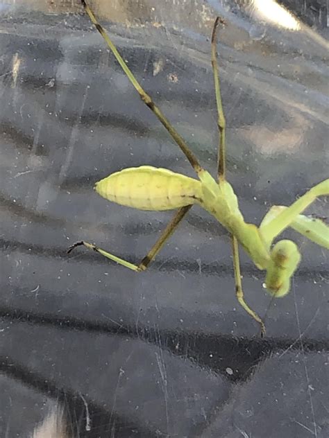 Giant African Mantis Sex R Mantids