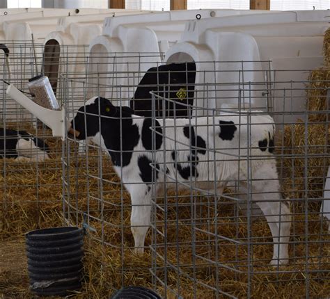 Finding Alternatives For Antibiotics In Calf Production Calfcareca