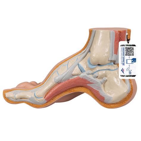 Anatomical Teaching Models Plastic Human Joint Models Foot Model