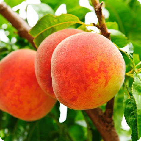 Peach Tree Varieties Stone Fruits Ifa Country Stores