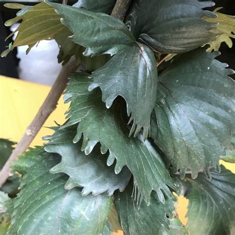 Acalypha Wilkesiana Copperleaf Jacobs Coat Green Catalog From Gci
