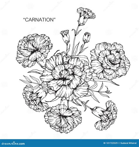 Ramo De Dibujo Y De Bosquejo De La Flor Del Clavel Ilustración del