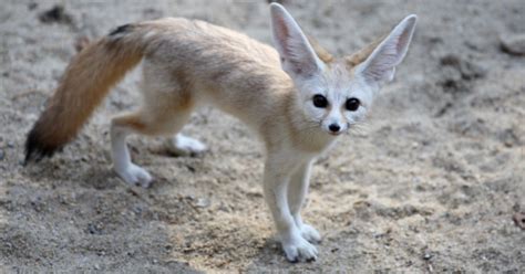 사막여우 출산 엄마된 장순이 소식 새끼 암컷·수컷 각각 2마리