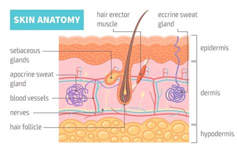 Healthy Follicle Images Free Download On Freepik