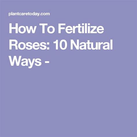 Rose Fertilizer Tips On Selecting The Best Natural Fertilizer For Ros