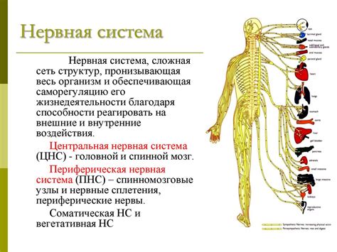 Презентация строение нервной системы