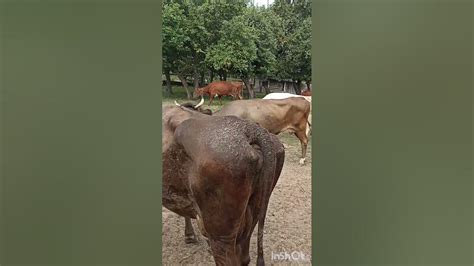 Утренняя дойка коров Youtube