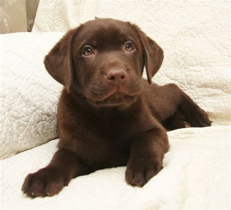 Pin On Puppies