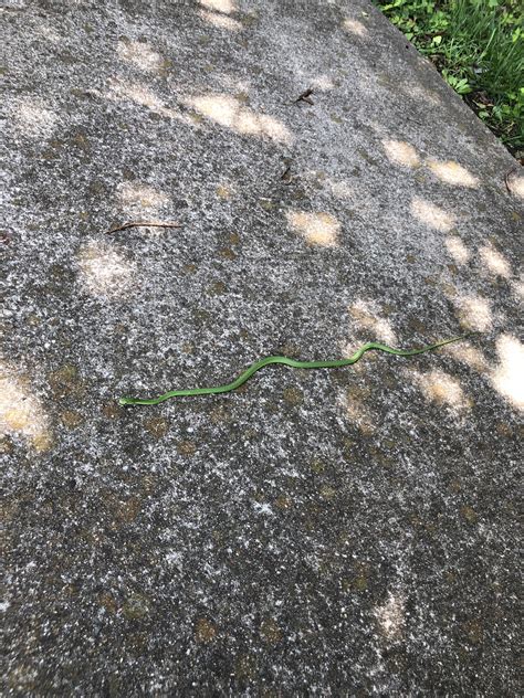 825 Best East Texas Images On Pholder Texas Whatsthisbug And Spiders