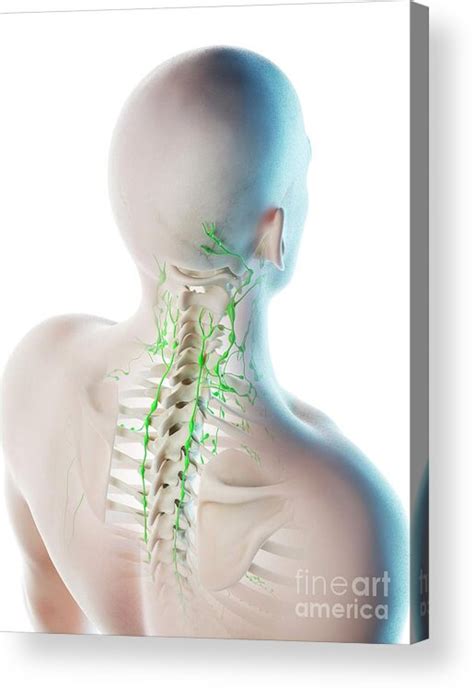 Lymph Node Locations Back