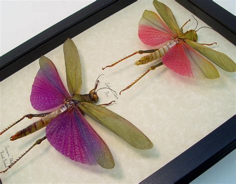 Titanacris Albipes Lophacris Cristata Grasshoppers Real Framed Insects