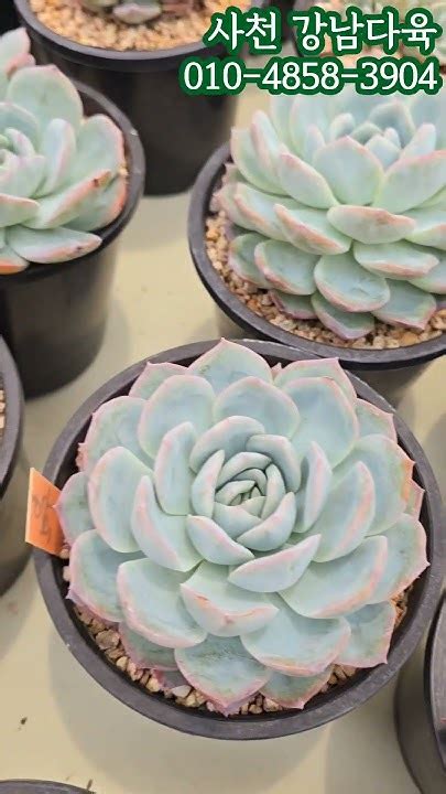 분채배송 카드결제가능 다육이 01048583904 Youtube