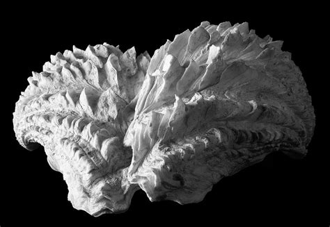 Two Halves Of A Giant Clam Shell Photograph By Philip Rispin Fine Art
