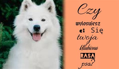 Czy wylosuje cię się twoja ulubiona rasa psa sameQuizy