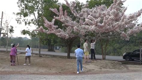 ข่าว Like สาระ ดอกกัลปพฤกษ์ สีชมพูบานสะพรั่ง รับนักท่องเที่ยวบนเขาใหญ่