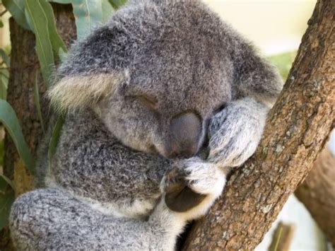 코알라 Koala Image Only