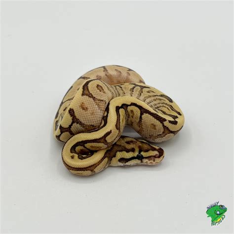 Fire Spider Ball Python