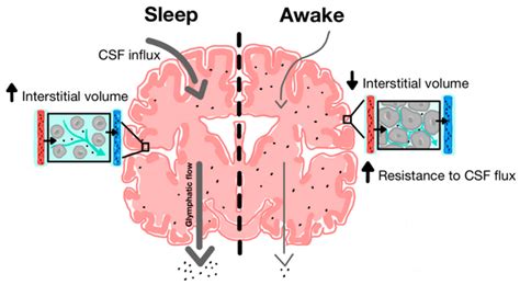 Sleep Deeper Live Longer Benefits Of Sleeping On An Incline Essentia Essentia Organic