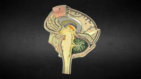 Hypothalamus 3d Models Sketchfab