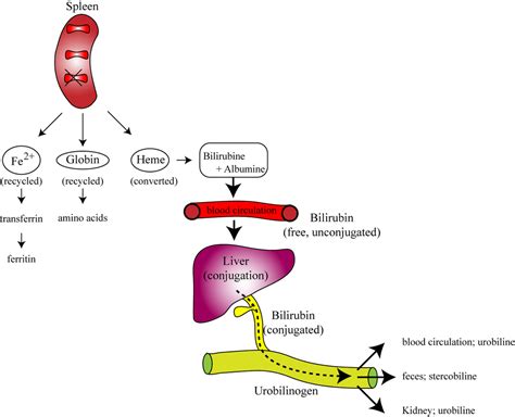 I Spleen And Liver Remove Dead Rbcs Ii Human Physiology I Spleen And Liver Remove Dead Rbcs Ii Human Physiology