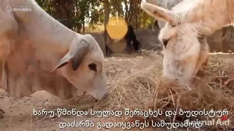 ხარი ოქროს ჯვამს Youtube