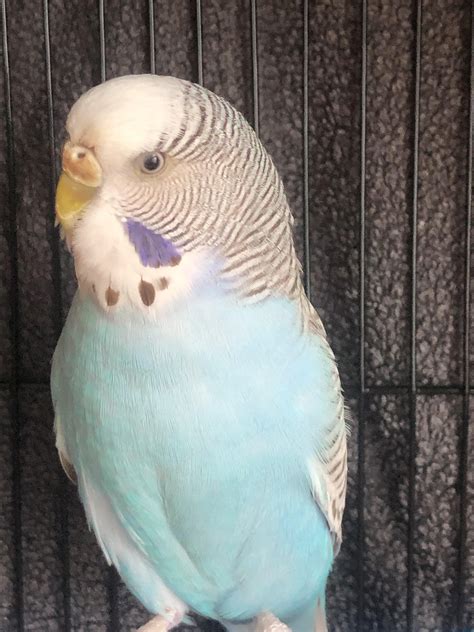 New Budgie 😀😀 Rbudgies
