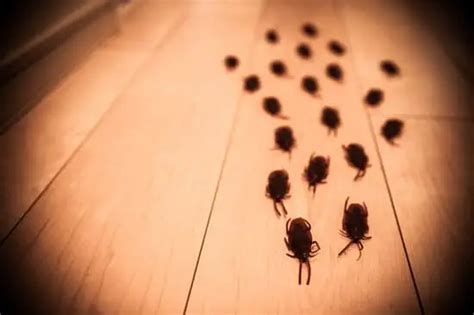 Where Do Cockroaches Lay Eggs