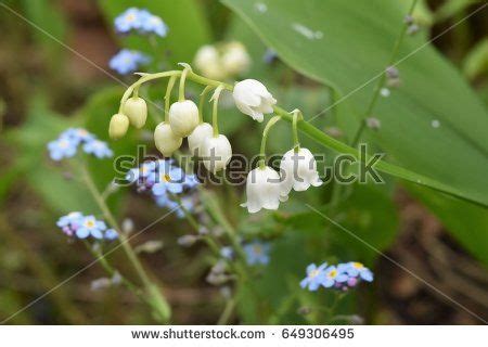 Lily Of The Valley With Blue Flowers In Background