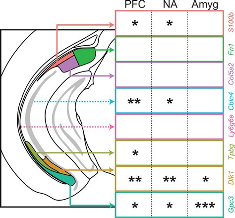 Figures And Data In The Subiculum Is A Patchwork Of Discrete Subregions Elife