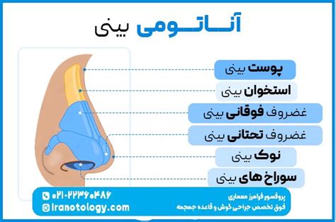 آشنایی با آناتومی و ساختار ساختمان بینی