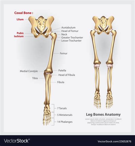 Human Anatomy Leg Bones Royalty Free Vector Image