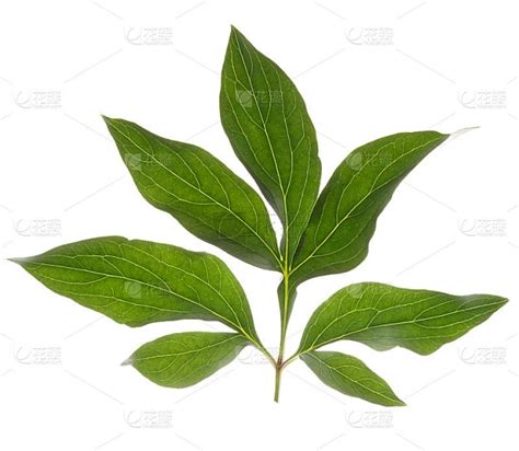 牡丹叶孤立在白色上素材 花瓣网