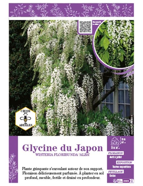 WISTERIA FLORIBUNDA ALBA Voir GLYCINE DU JAPON