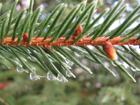 Forestry Tree ID Flashcards Quizlet Forestry Tree ID Flashcards Quizlet