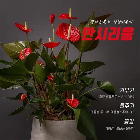 안시리움 키우기 꽃말 물주기 분갈이 꽃 개화시기 네이버 블로그