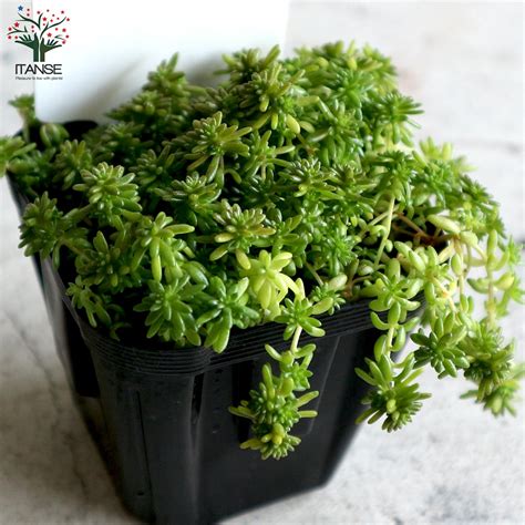 セダム・モリムラマンネングサ2個～【多肉植物 3号ポット苗 グランドカバー】｜ 【植物のitanse】全品送料無料・即出荷