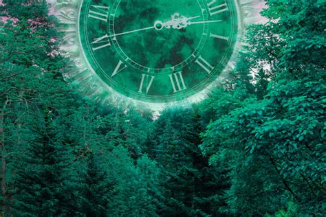 Forrest Background Bilder Durchsuchen 276 Archivfotos