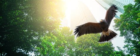 Your Home Avian Bird Control Services