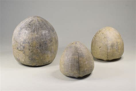 Group Of Three Echinocorys Echinoids