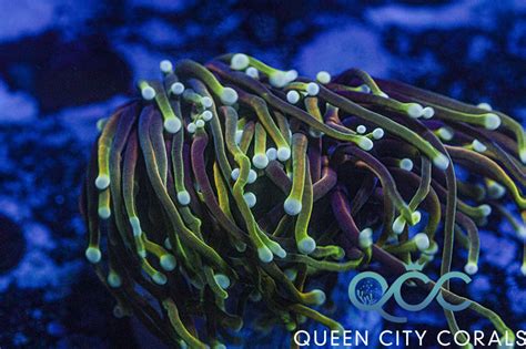 Hellfire Torch Wysiwyg Queen City Corals