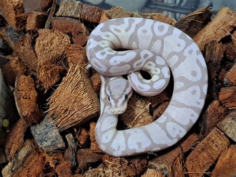 pastel vpi axanthic banana ball python by smyachi s royals