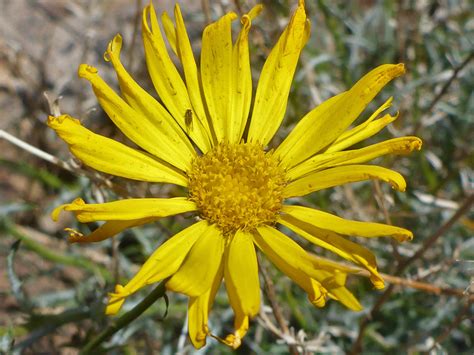 All Yellow Flowerhead Photos Of Xanthisma Spinulosum Asteraceae