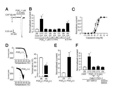 Pge2 Increases Trpv1 Activity Through Ep1 Receptors In A Pkc Dependent
