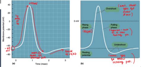 Neurobio Action Potentials Lecture Notes Flashcards Quizlet