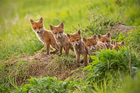 Cachorros De Zorro Rojo Cerca De La Guarida Al Atardecer Foto Premium
