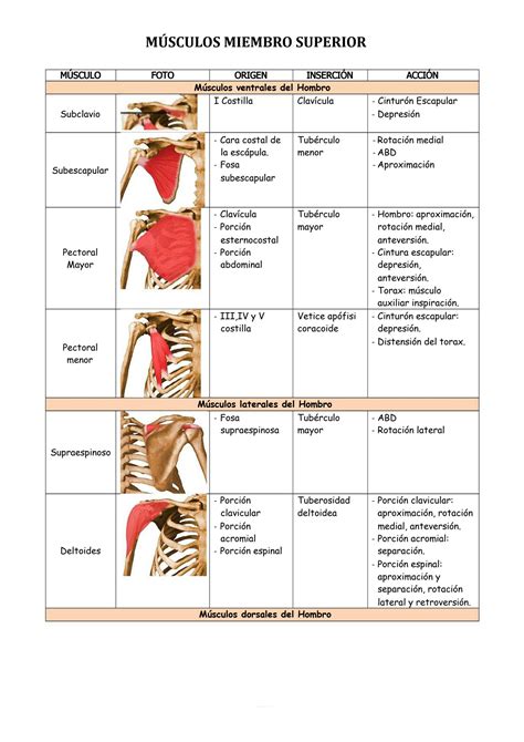 SOLUTION Musculos Miembro Superior Compress Studypool