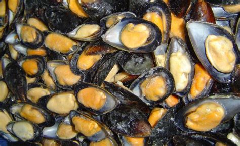 Mytilus Chilensis Alchetron The Free Social Encyclopedia