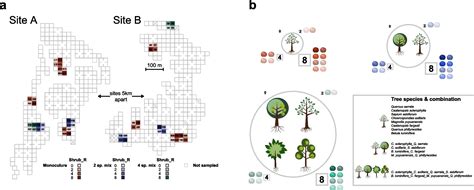 Tree and shrub richness modifies subtropical tree productivity by regulating the diversity and ...