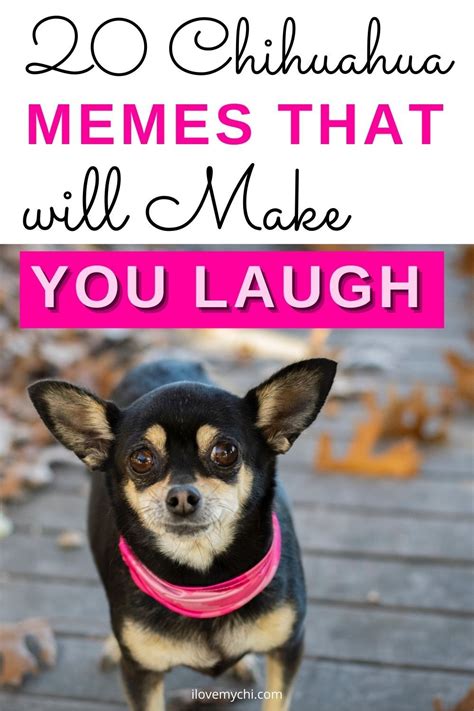 Here Are 20 Chihuahua Memes That Will Make You Laugh I Thought It