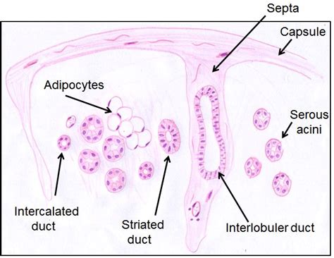 Parotid Gland Histology Diagram